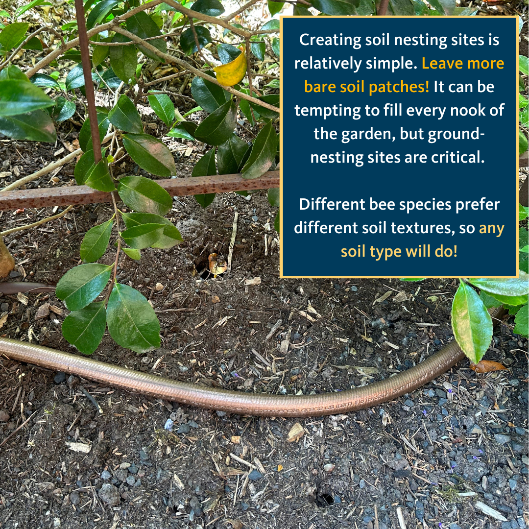 Behind the Scenes of the Portland Bee Guide! – Garden Ecology Lab