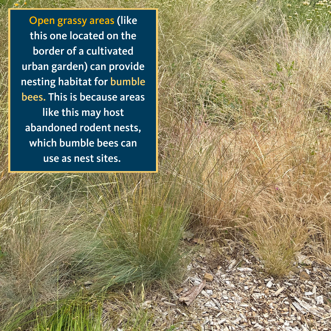 Behind the Scenes of the Portland Bee Guide! – Garden Ecology Lab