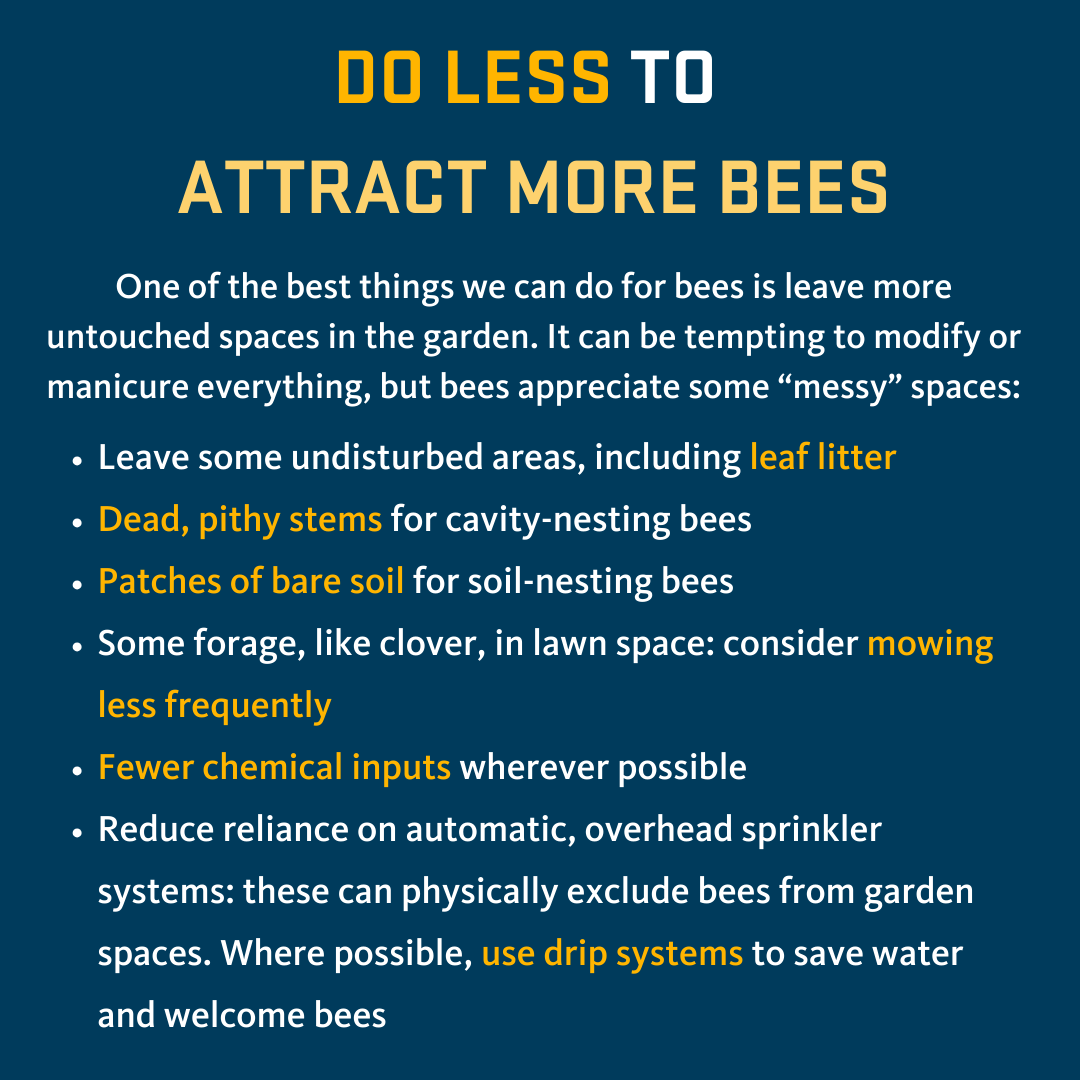Behind the Scenes of the Portland Bee Guide! – Garden Ecology Lab