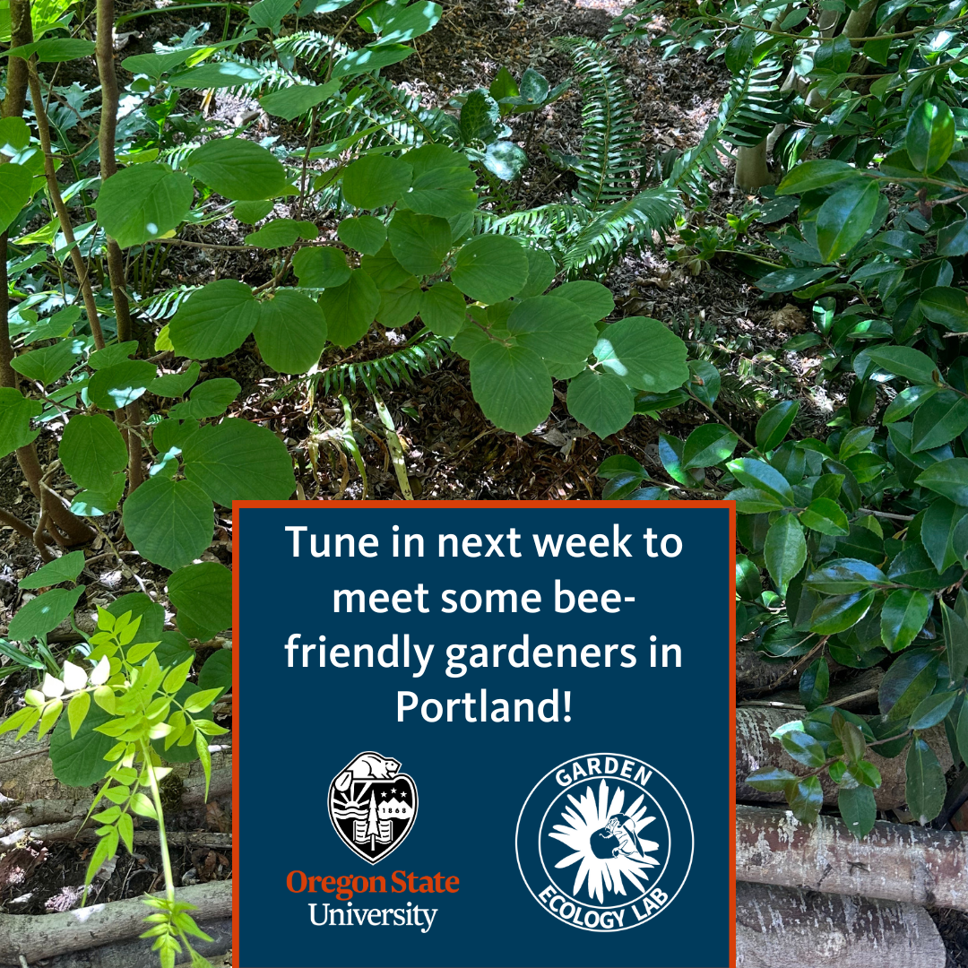 Behind the Scenes of the Portland Bee Guide! – Garden Ecology Lab