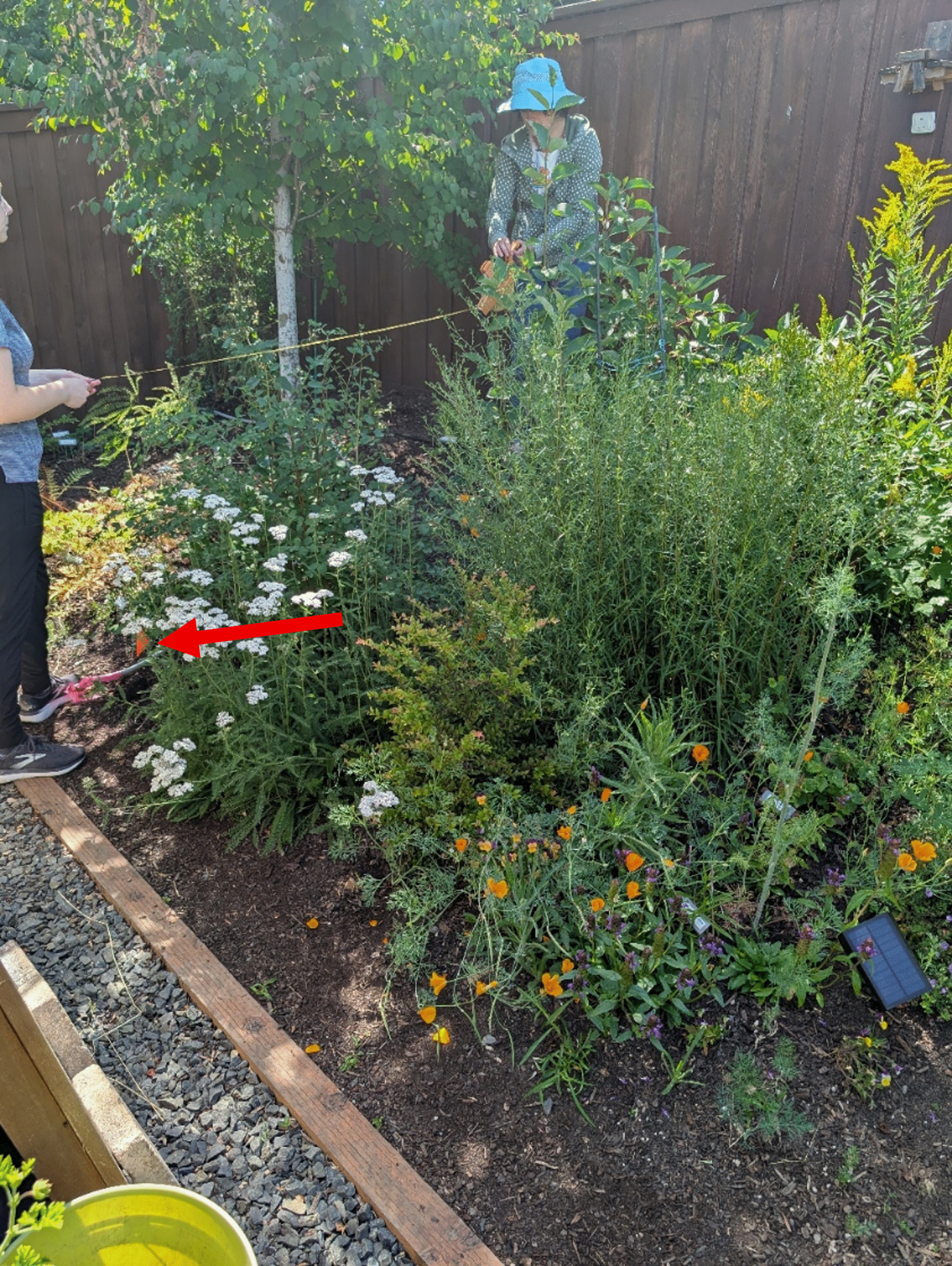 Science Behind the Scenes: Pacific Northwest Pollinator Gardens ...