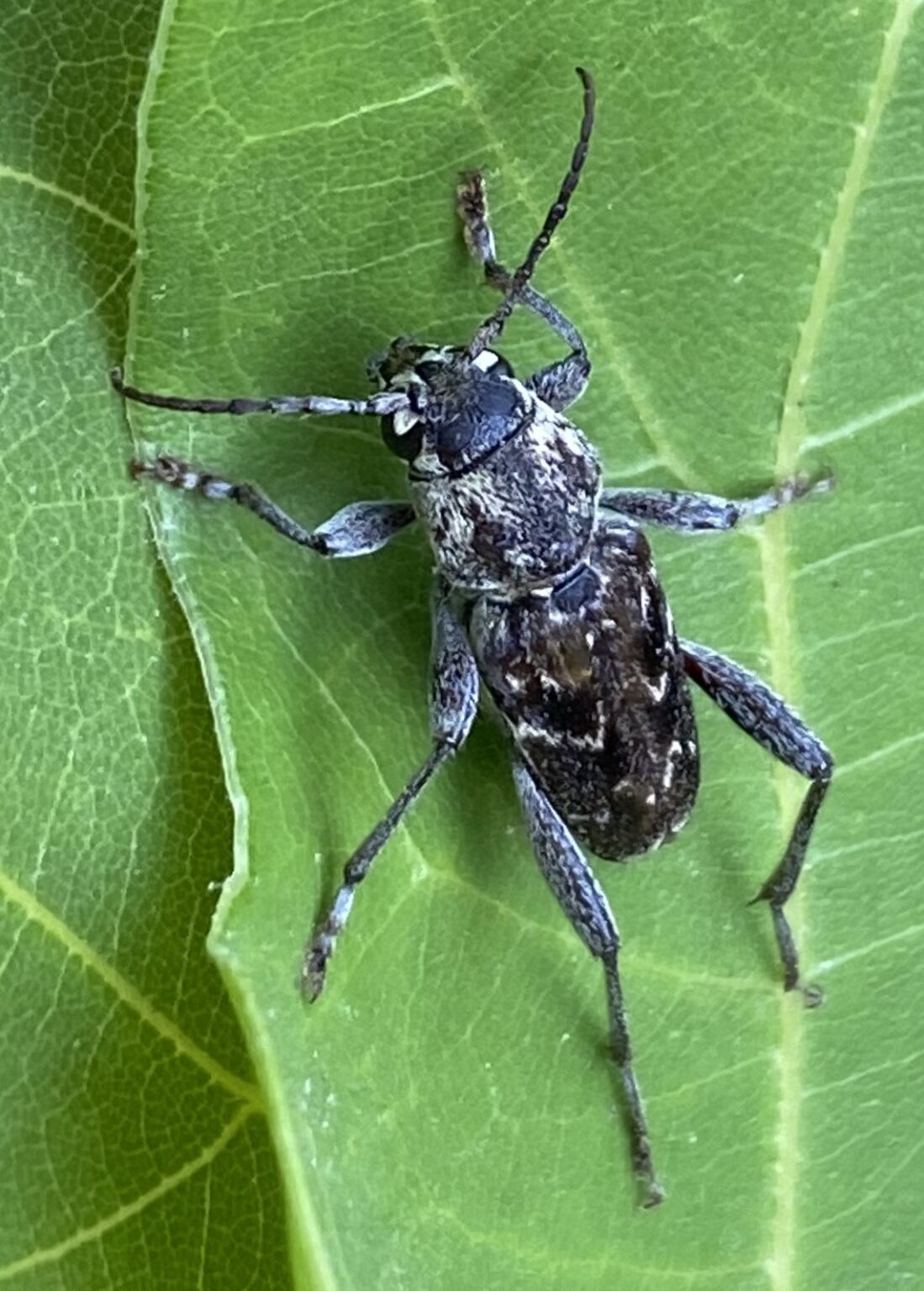 Pacific Flatheaded Borer « Wiman Lab