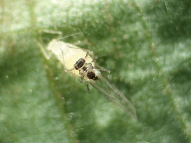 Filbert aphids « Wiman Lab