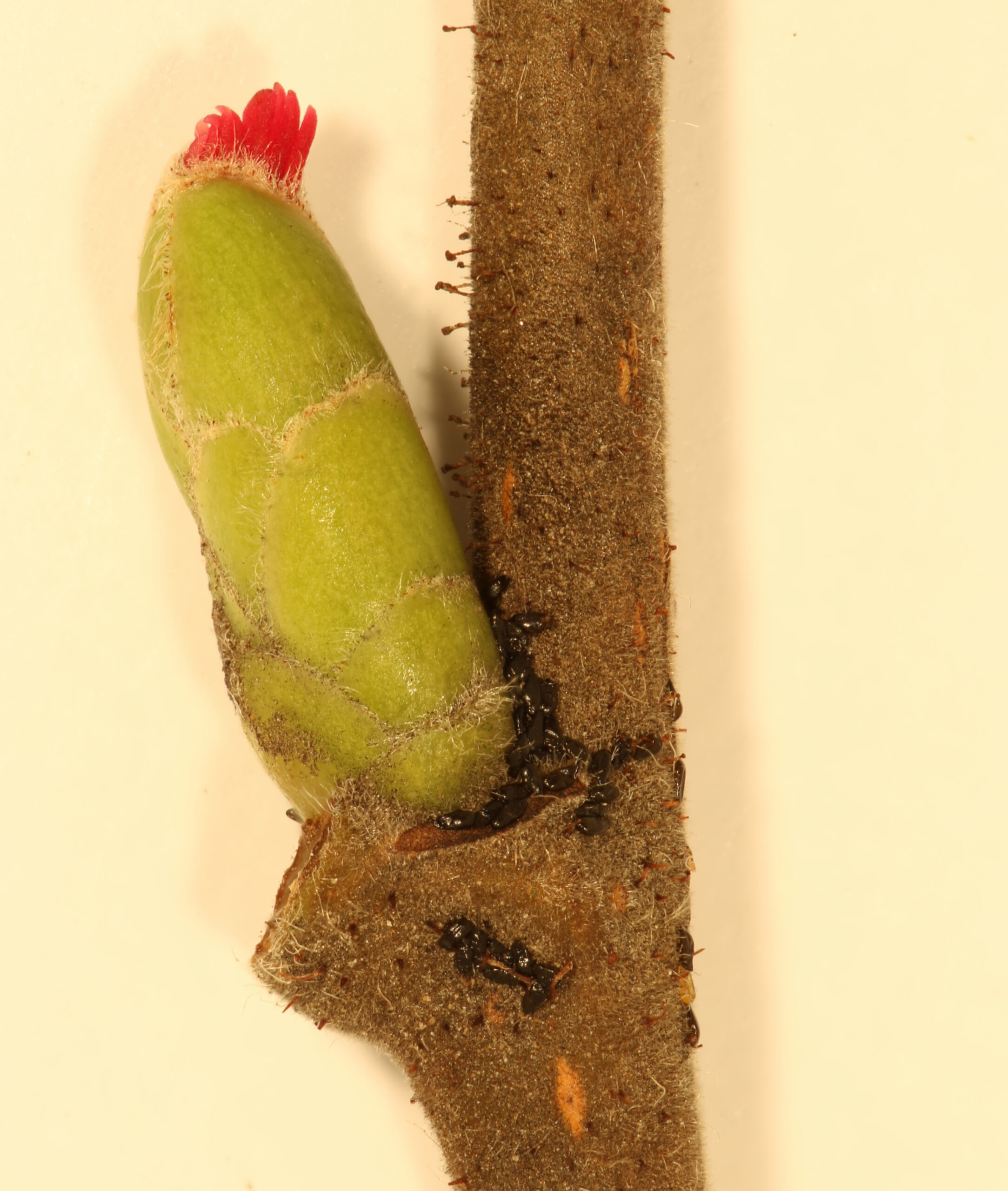 Filbert aphids « Wiman Lab