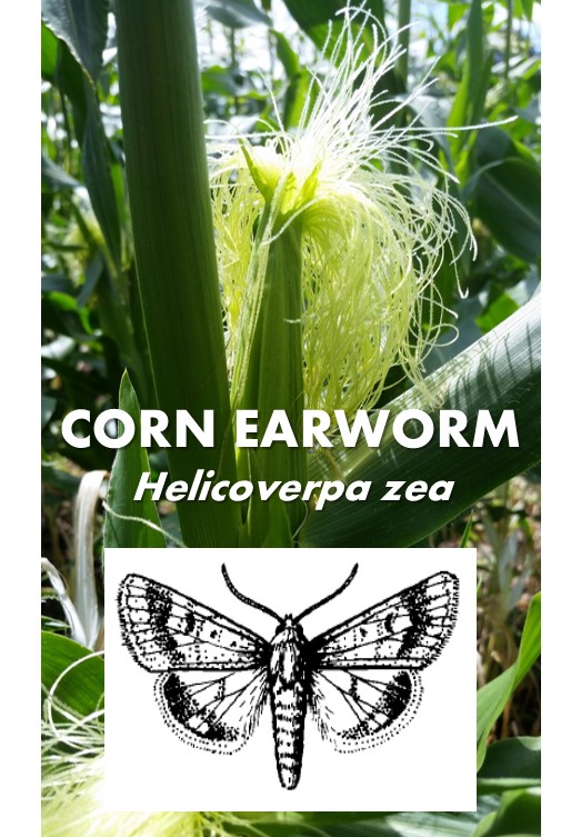 Corn Earworm « VegNet