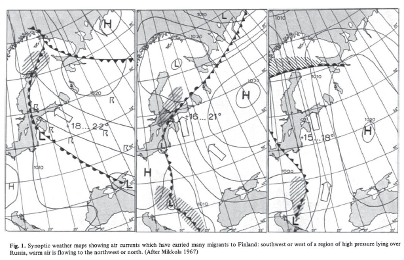 Insect Migration « VegNet
