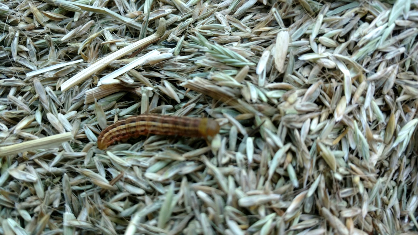 Caterpillars in grass seed « VegNet