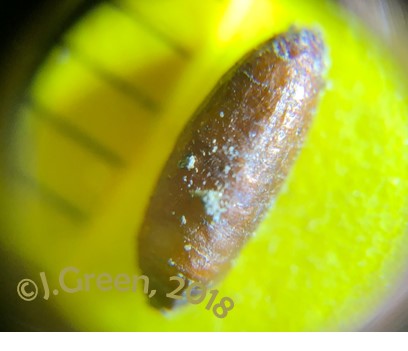 Cabbage Maggot – a summertime problem? « VegNet