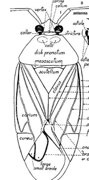Lygus Bugs « VegNet