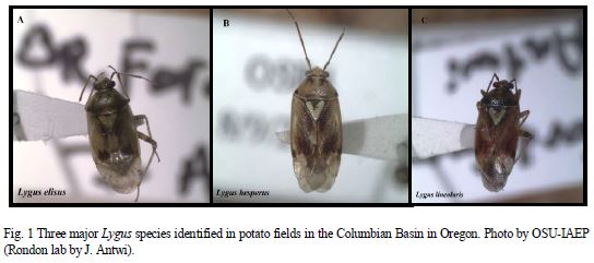 Lygus Bugs « VegNet