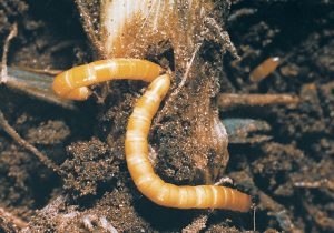 Wireworms « VegNet
