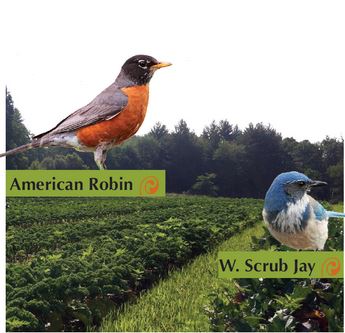 Beneficial Birds? « VegNet