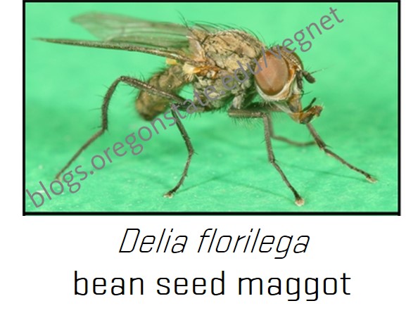 Seed Maggot Problems « VegNet