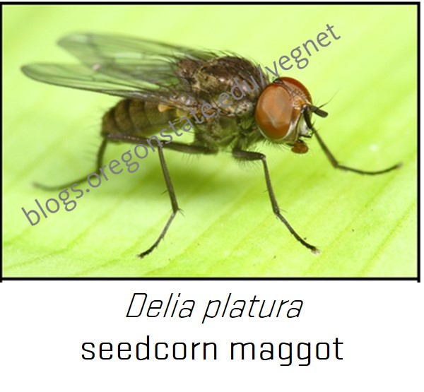 Seed Maggot Problems « VegNet