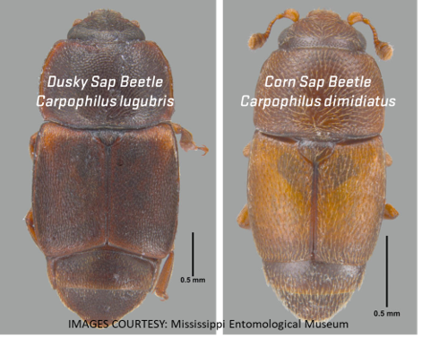Sap Beetles in Corn « VegNet