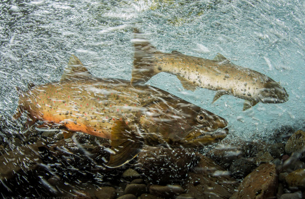 Salmonid Behavior and Hydraulics of Engineered Log Jams – River ...