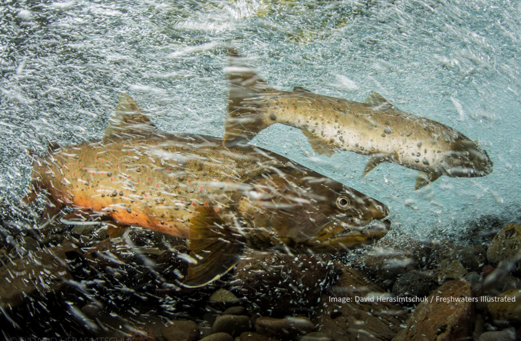 Dam Removal – River Engineering and Restoration