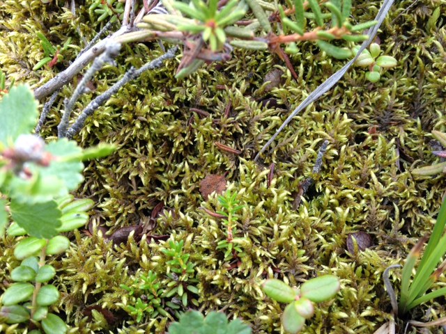 IMG_1156 – Shiel Lab Field Notes