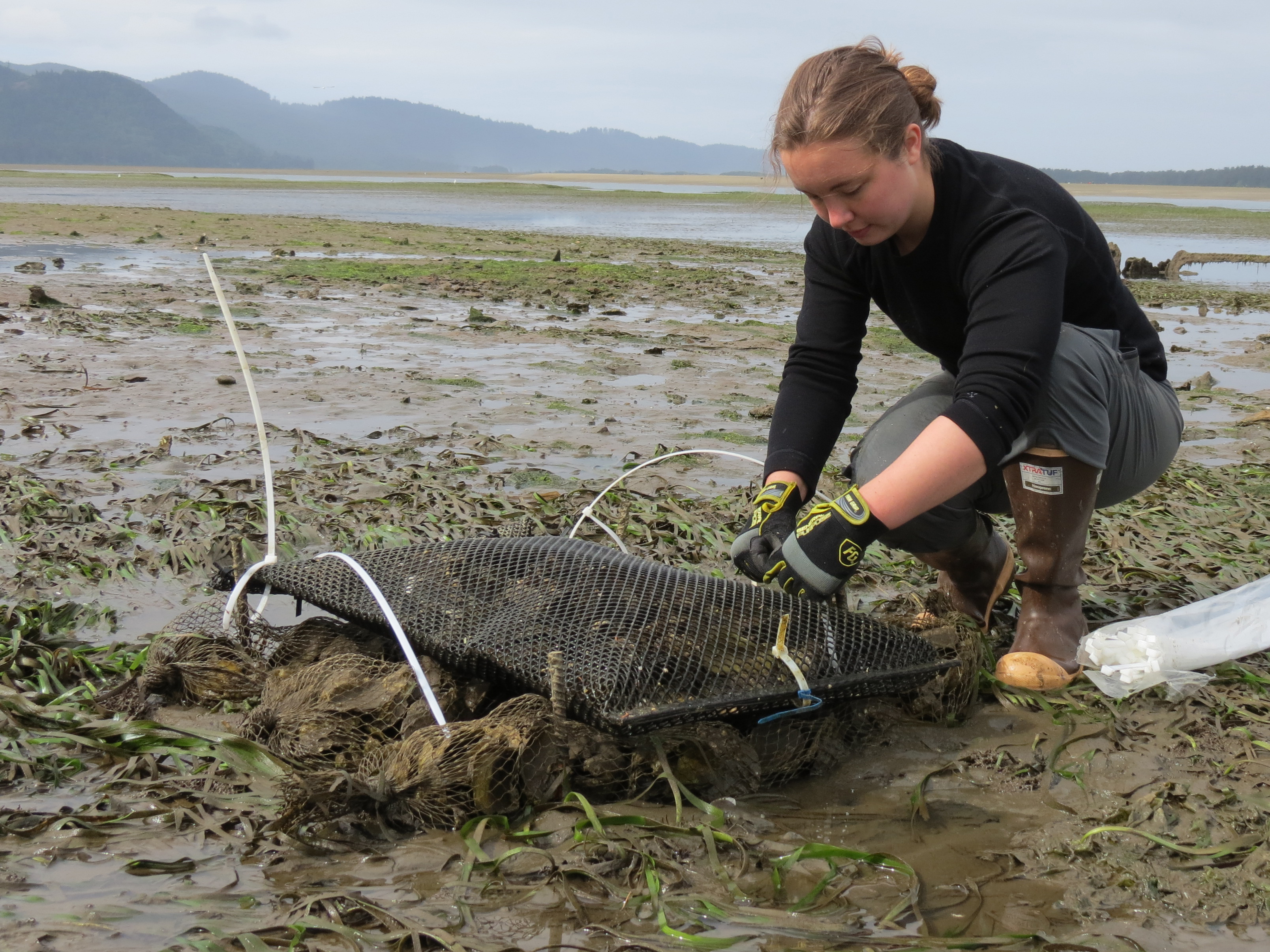 Photo 2 – Shiel Lab Field Notes