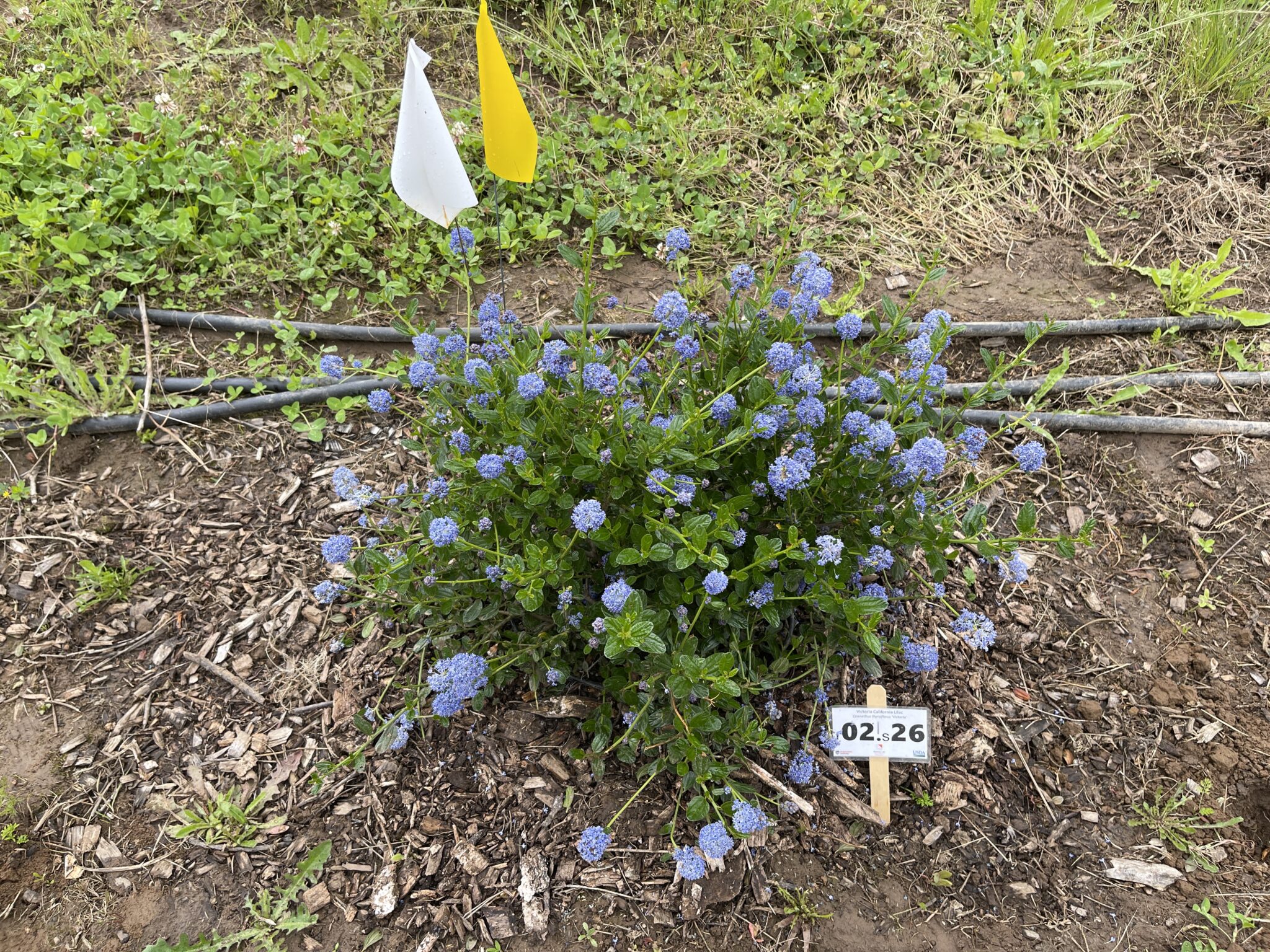 OSU Extension Master Gardener Program News – Updates and information ...