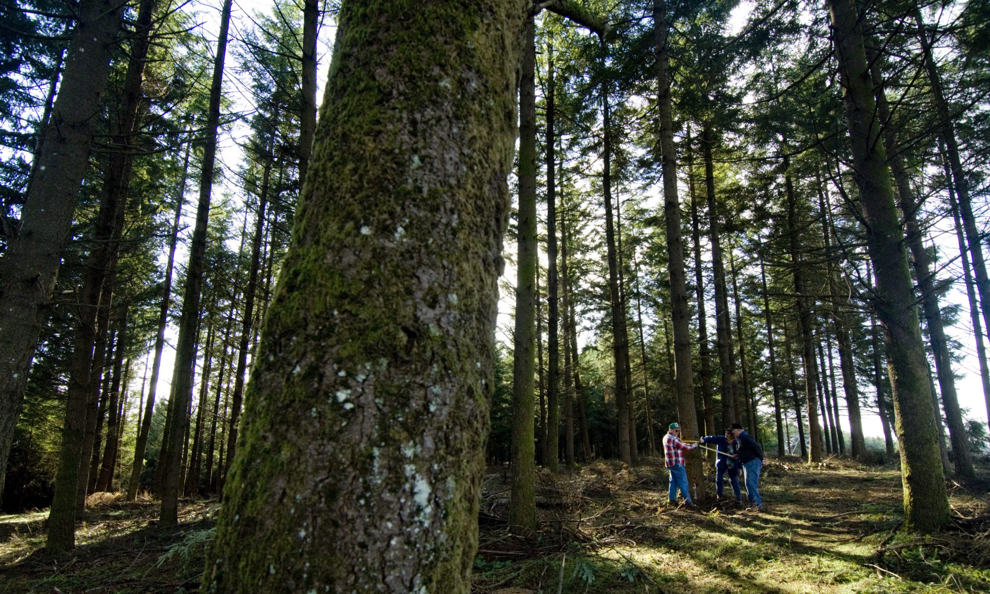 Oregon Forest Management Planning – A resource for landowners and foresters