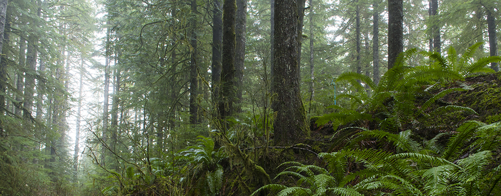 Planting a trillion trees will not halt climate change « College of Forestry