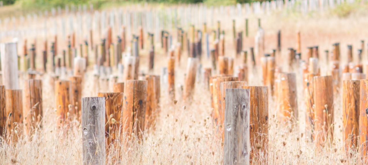 The Pole Farm « College of Forestry