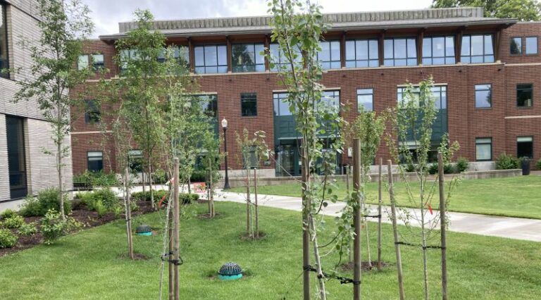 Aspen planting and research « College of Forestry