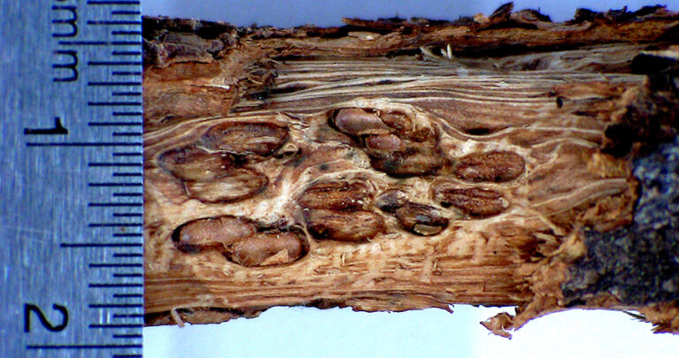 What’s causing the alarming branch dieback in Oregon white oak ...