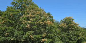 What’s causing the alarming branch dieback in Oregon white oak ...