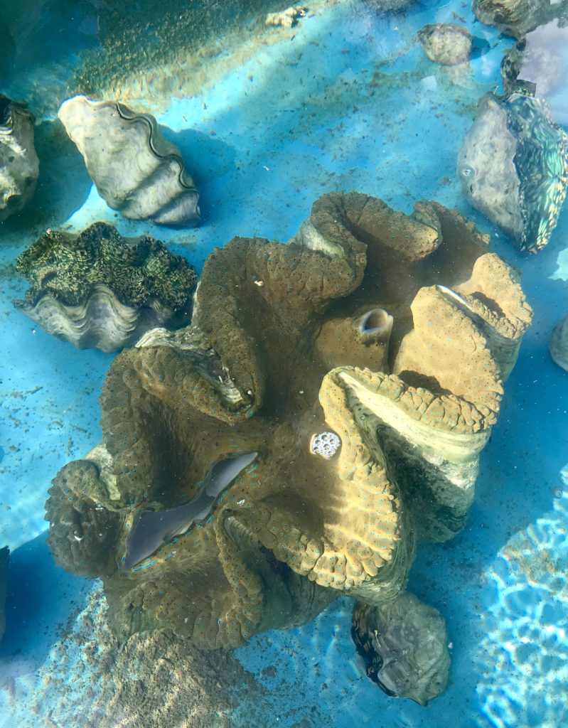 Day 9: Airai Protected Area and Biota Aquaculture - Palau 2019: Ridge ...