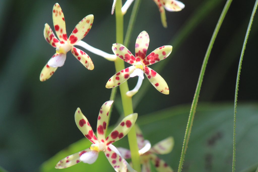 Palau 2019: Ridge to Reef - Sustainable Resource Management