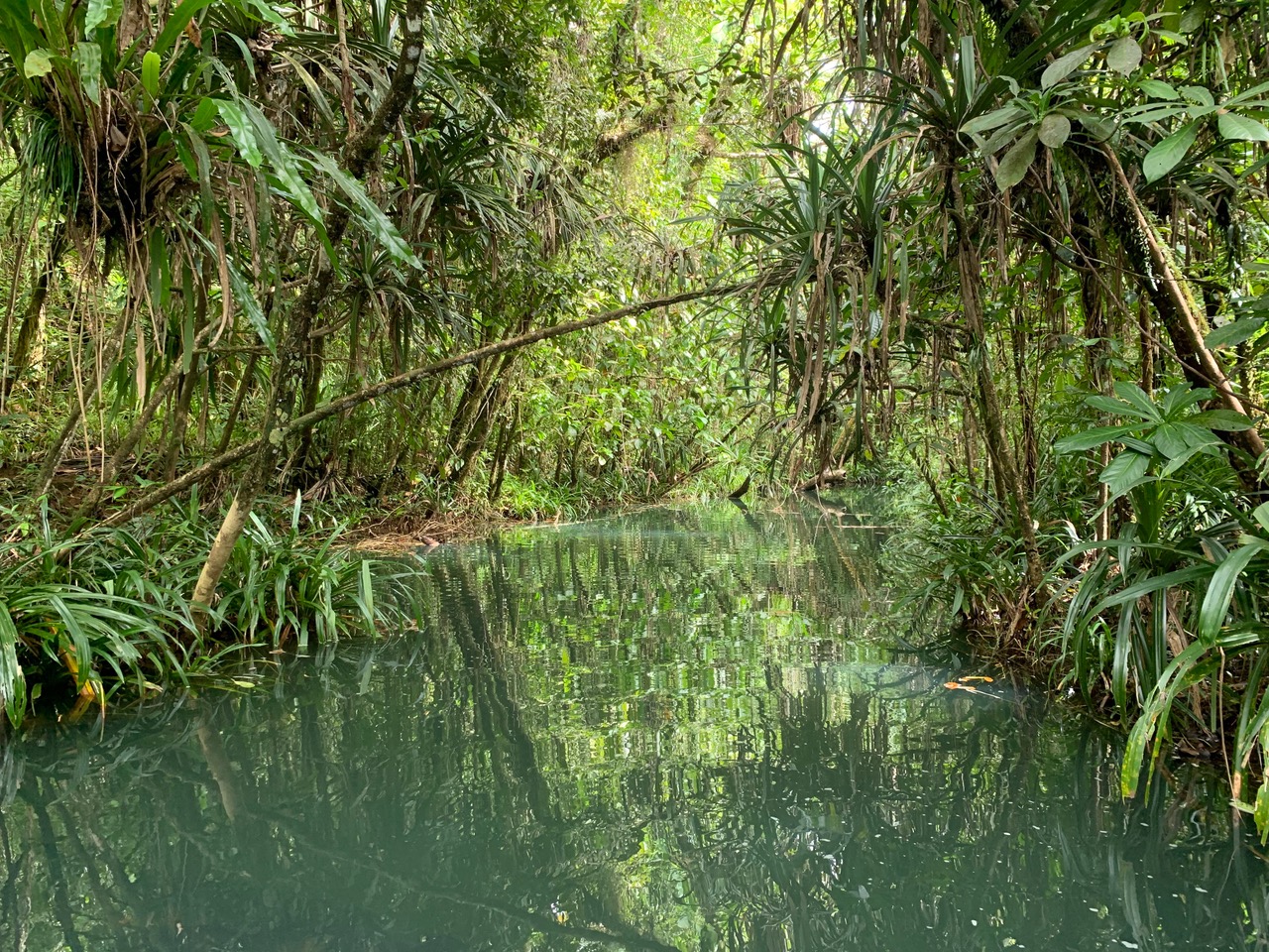 Day 3: Tree Planting/Tagging and Waterfall Nature Hike – Palau 2022 ...