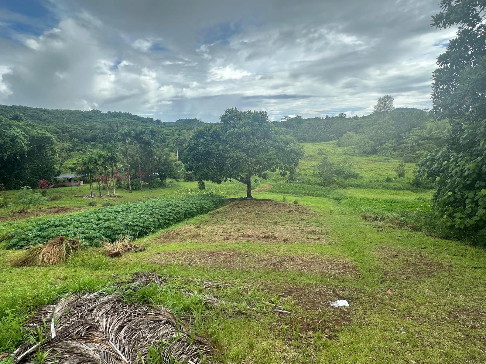 Day 9: Plant Tissue Culture and Agriculture – FW 391: Ridge to Reef ...