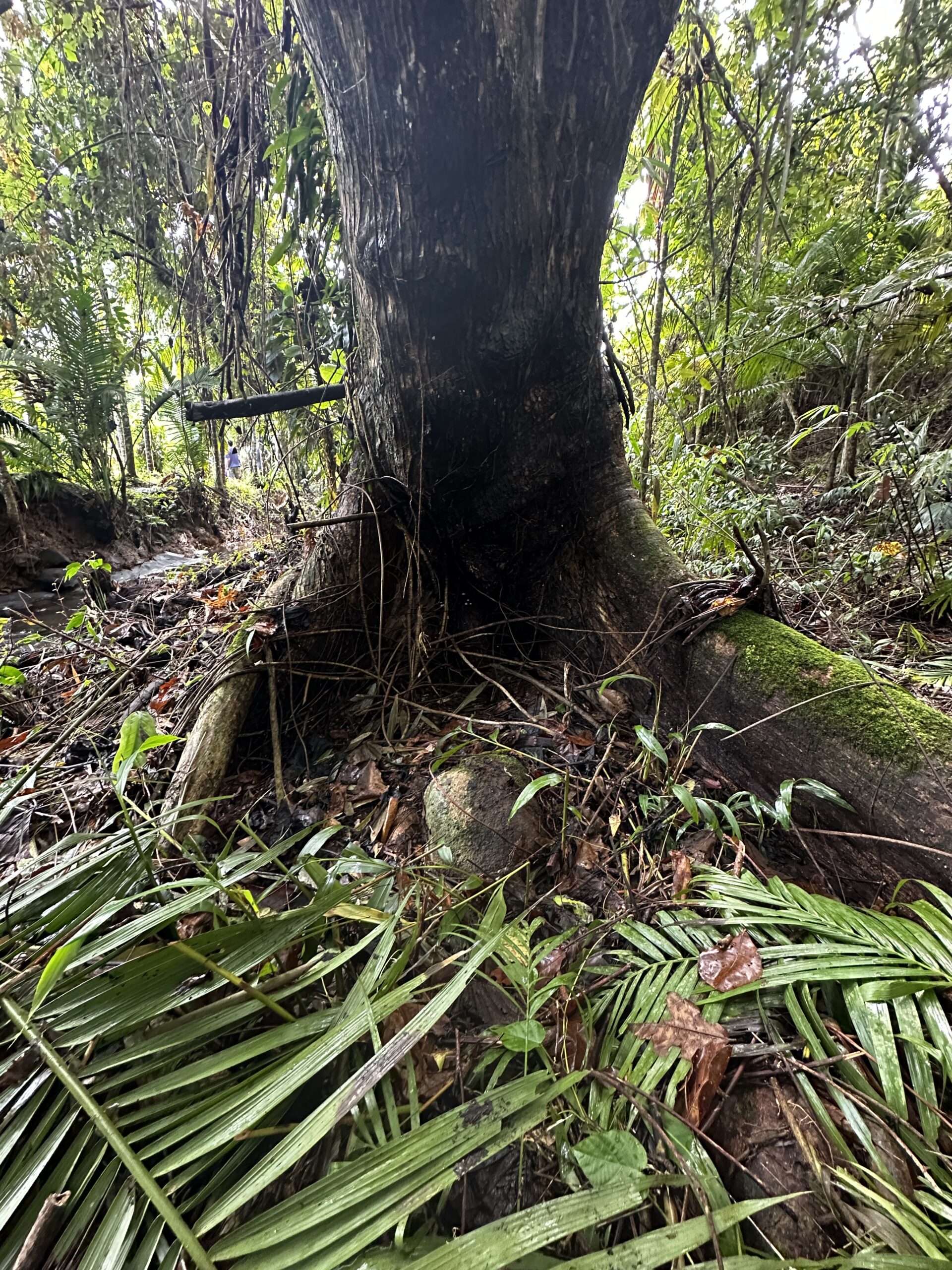 Day 4: Mesei, Monoliths, and Monster Fish – FW 391: Ridge to Reef ...