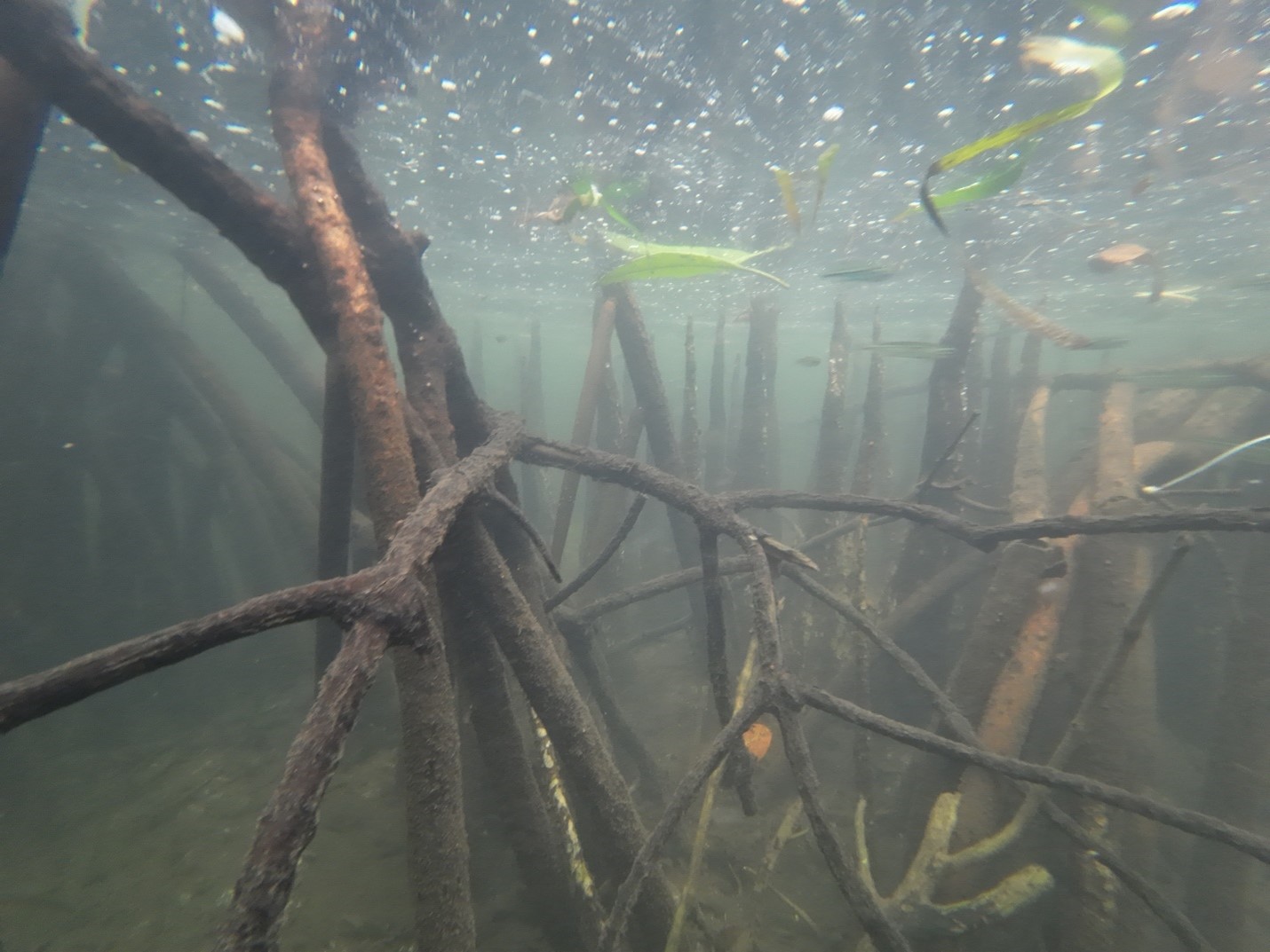 Day 5: Mangrove Ecosystems and Clam Planting – FW 391: Ridge to Reef ...