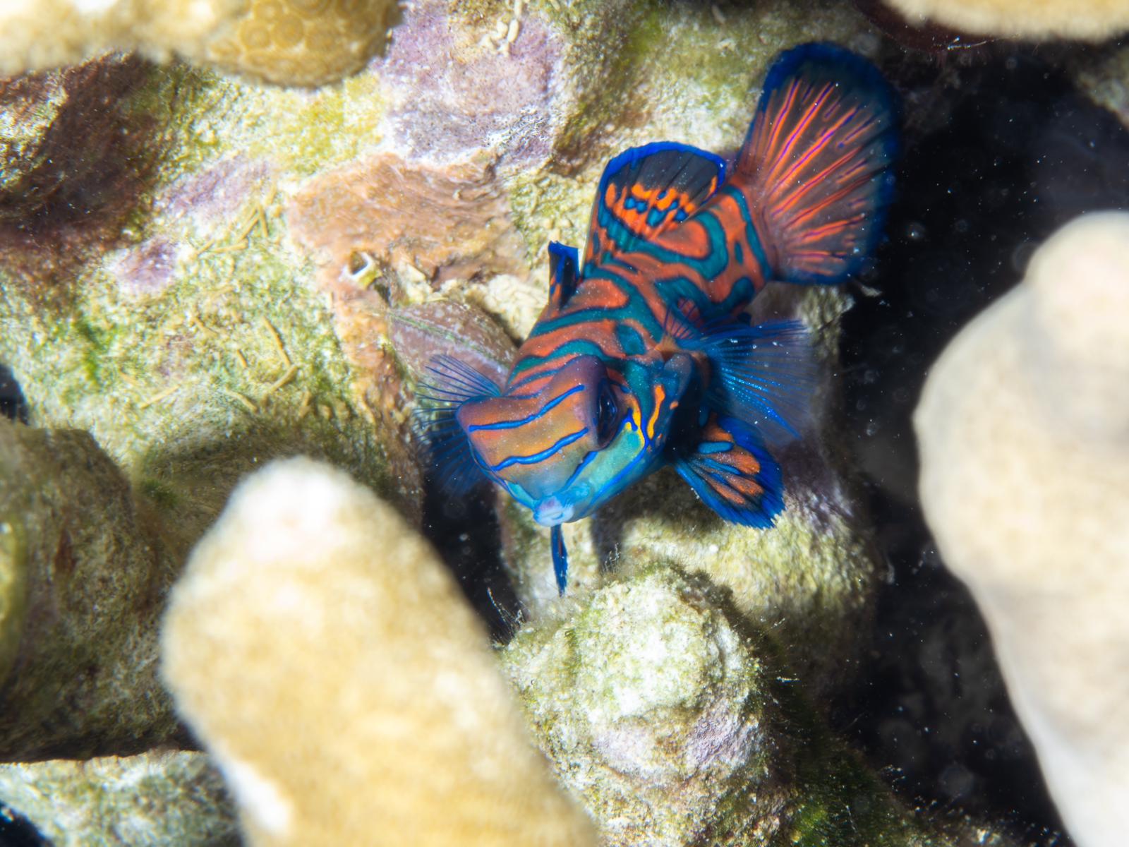 FW 391: Ridge to Reef: Sustainable Management in Palau