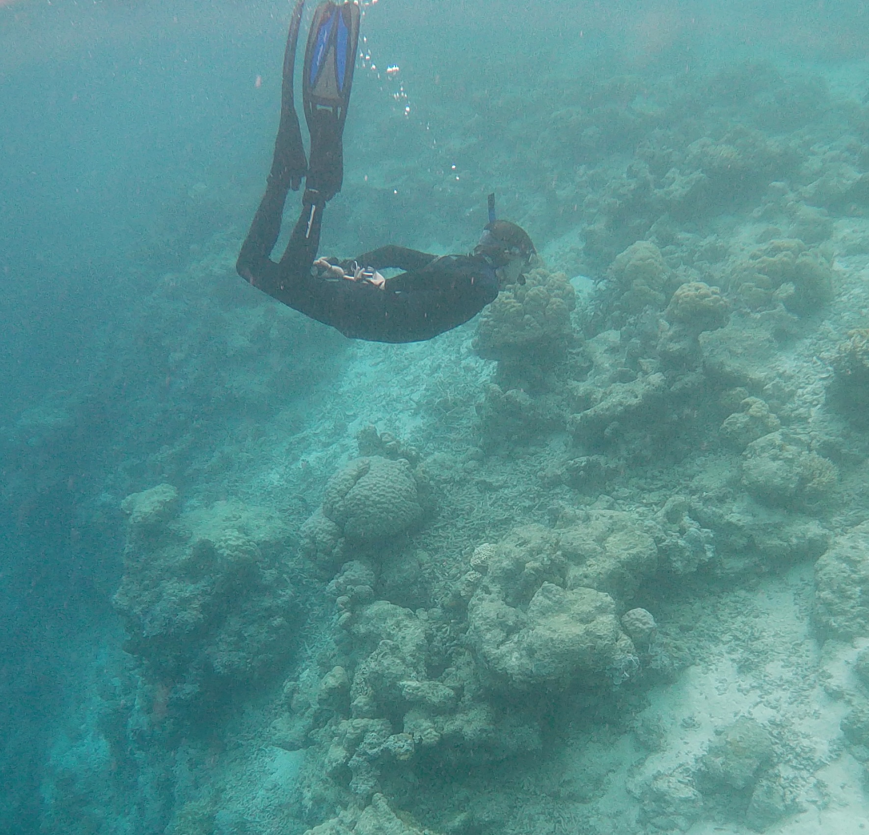 Day 7: Splashes n’ Fishes – FW 391: Ridge to Reef: Sustainable ...
