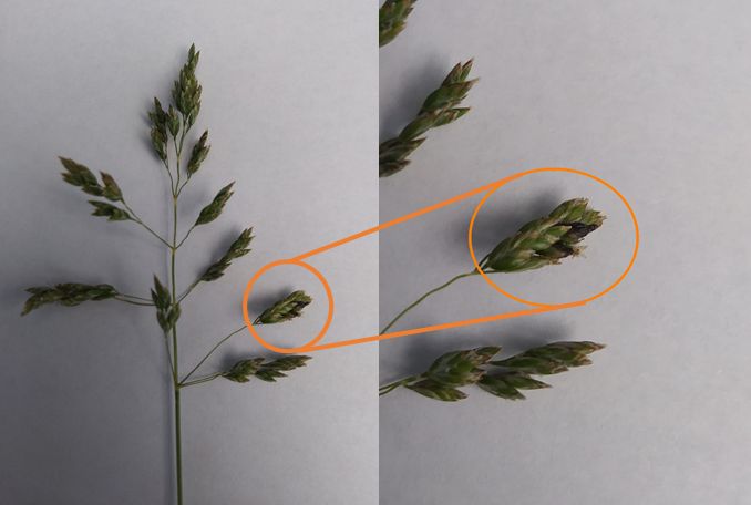 2018 Ergot Alert UPDATE: June 14 « OSU-COAREC Plant Pathology