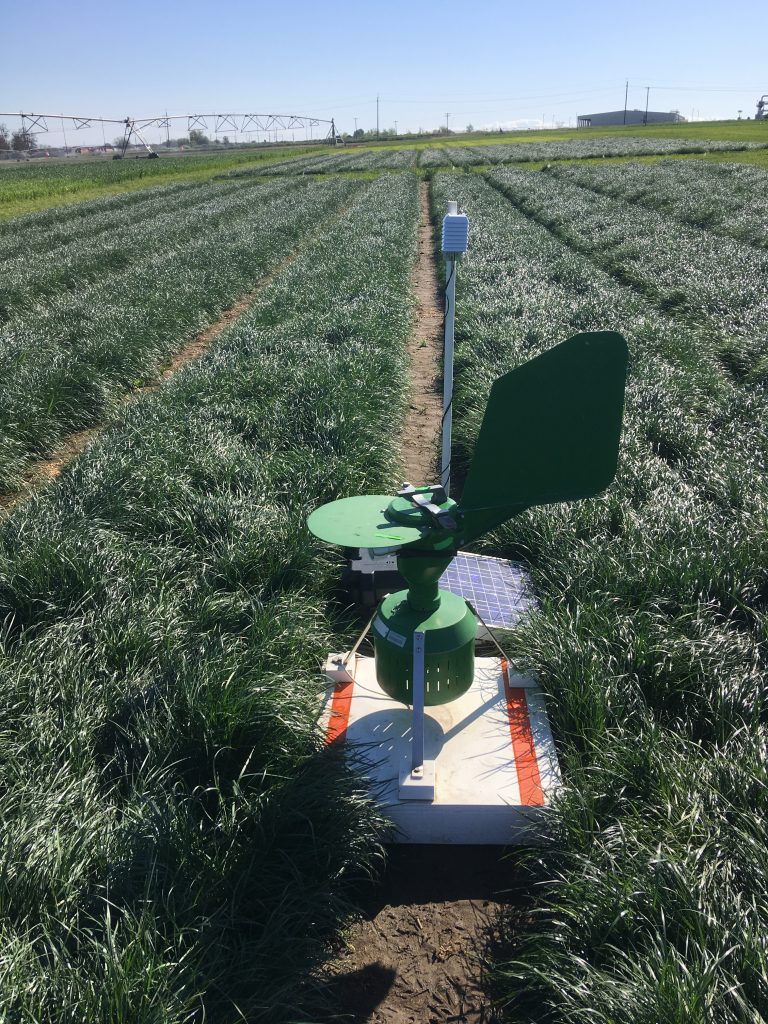2019 Ergot Spore Trap UPDATE: May 6 « OSU-COAREC Plant Pathology