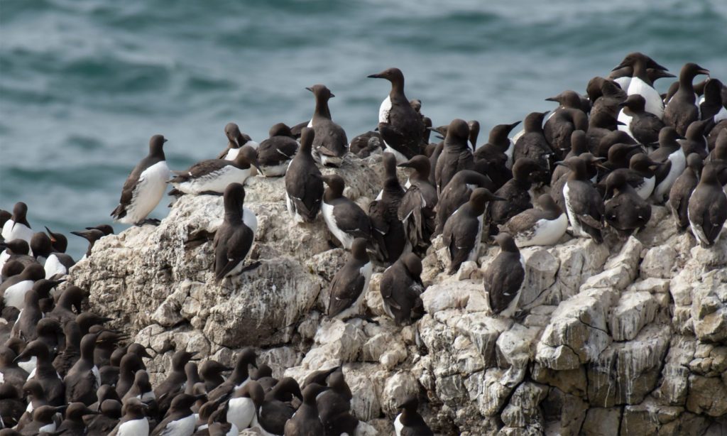 Photographing tufted puffins with bill loads at Haystack Rock – From ...
