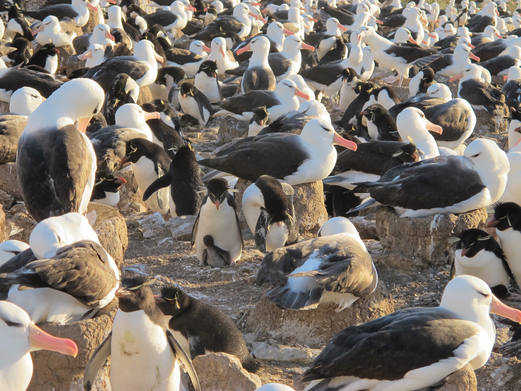 Overlap between marine predators and proposed Marine Managed Areas in ...