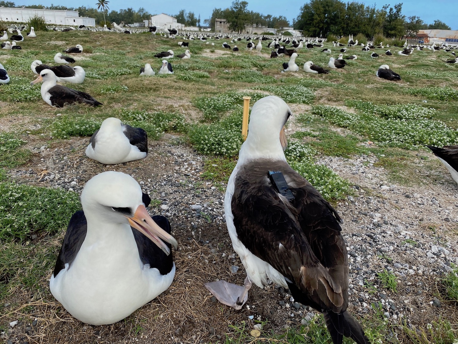 Notes from the Field: Midway Atoll (Pihemanu) – From the top: Predators ...