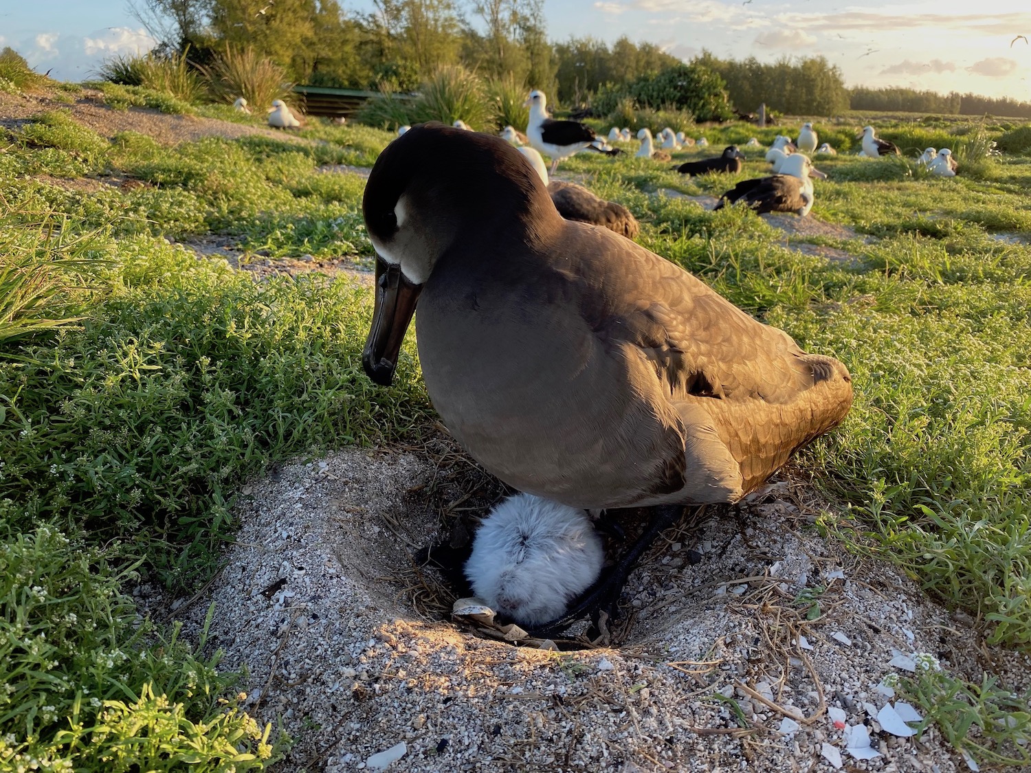 From the top: Predators, Oceans & Ecosystems – Following seabirds for ...