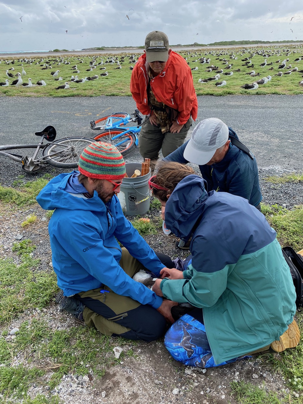Notes from the Field: Midway Atoll (Pihemanu) – From the top: Predators ...