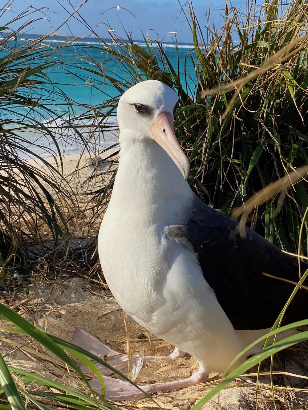 Notes from the Field: Midway Atoll (Pihemanu) – From the top: Predators ...