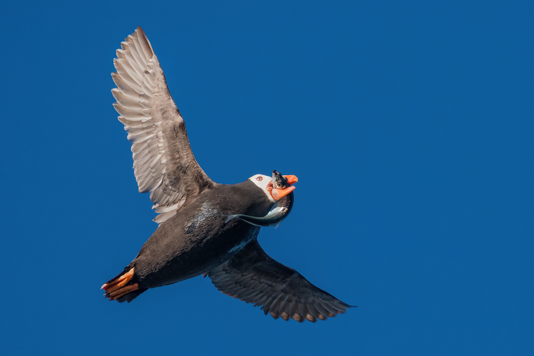 Birds with Fish – From the top: Predators, Oceans & Ecosystems