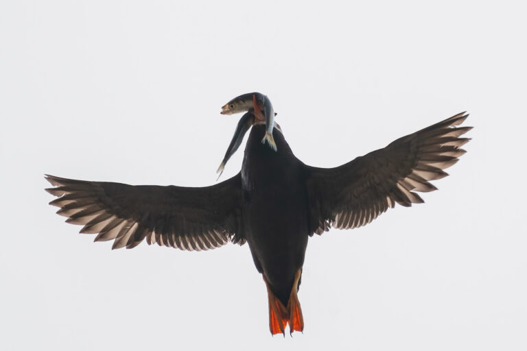 Photographing tufted puffins with bill loads at Haystack Rock – From ...