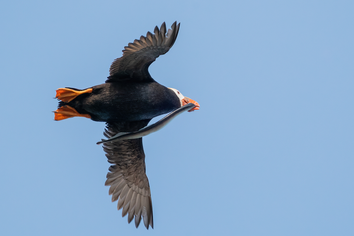Photographing tufted puffins with bill loads at Haystack Rock – From ...