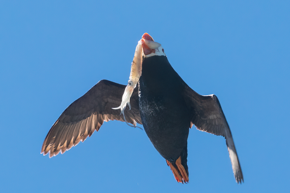 Photographing tufted puffins with bill loads at Haystack Rock – From ...
